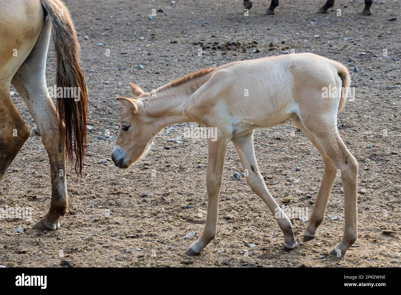 Colt of horse przewalski, Wild horse, Przewalski's horses are the only ...