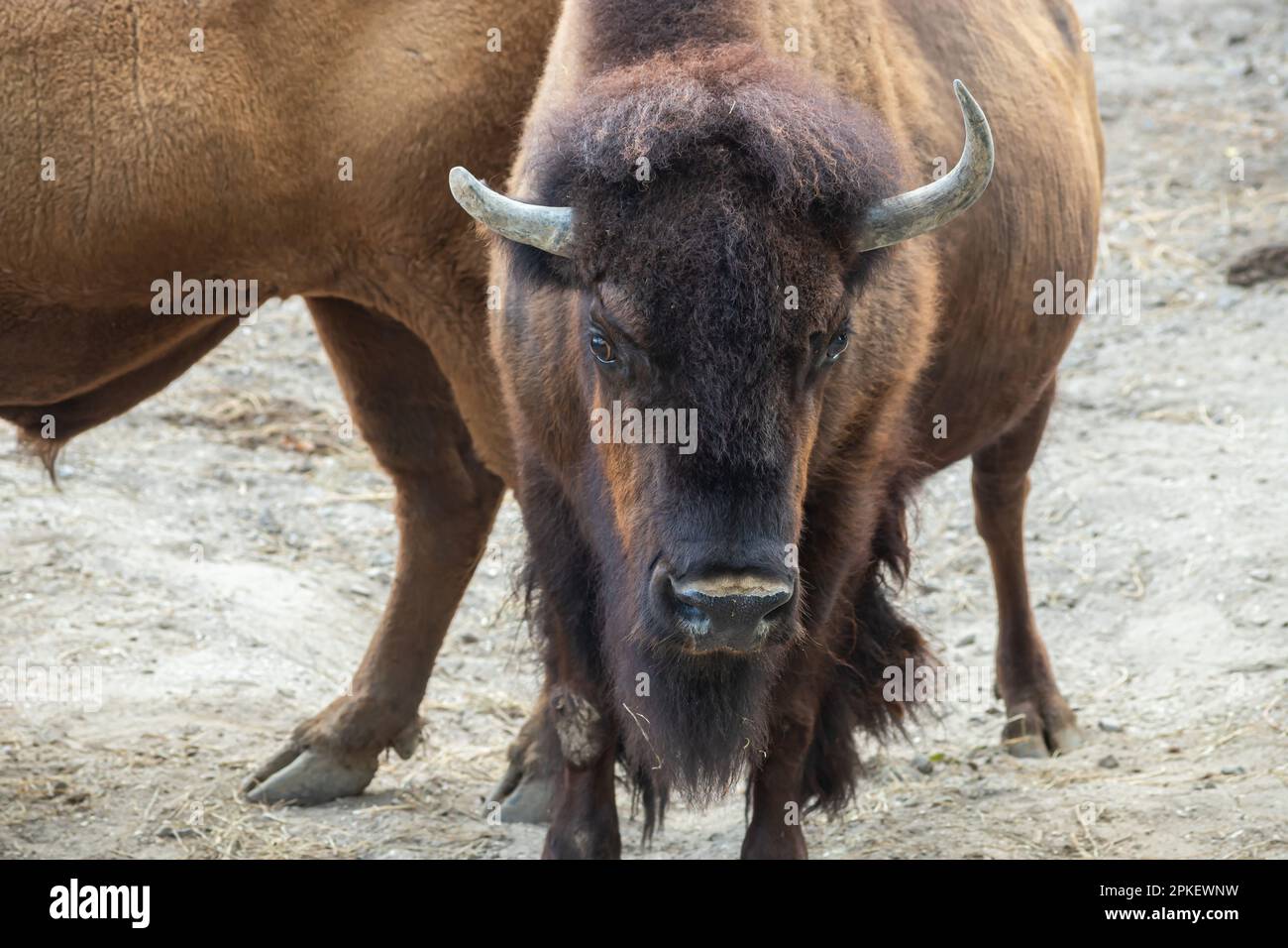 European bison - Bison bonasus in the reserve Stock Photo - Alamy