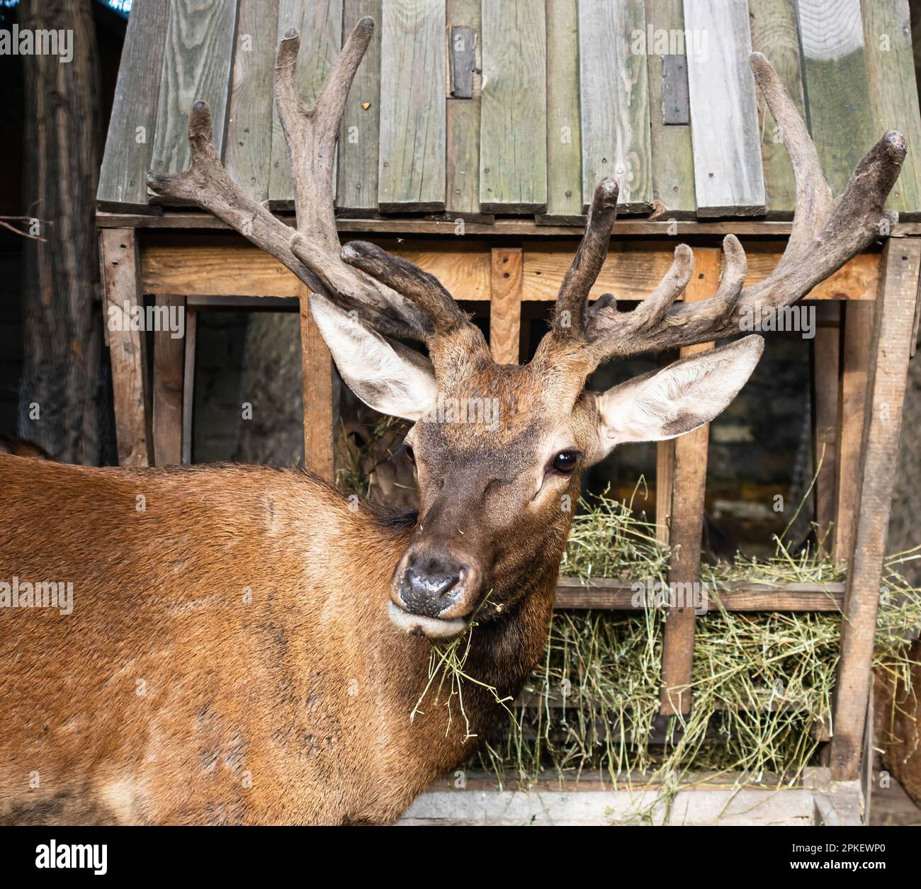 Deer with black-yellow-white soft hair near the feeders in the aviary ...