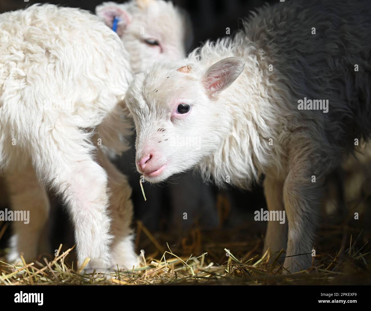 Roskow, Germany. 06th Apr, 2023. Two lambs are standing in the barn. The Behling farmers run the ...