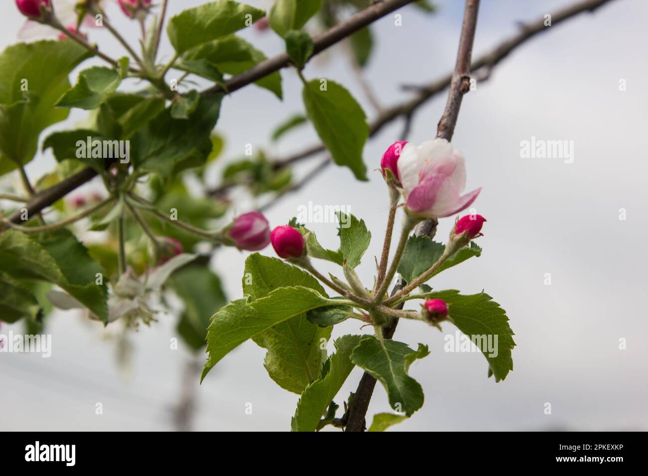 Apple ripening stages hi-res stock photography and images - Alamy