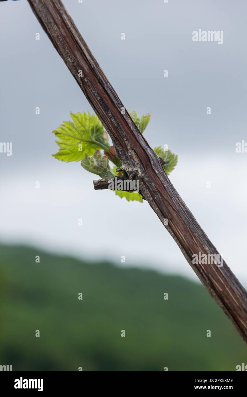 the vine blooms in spring under the rain Stock Photo - Alamy