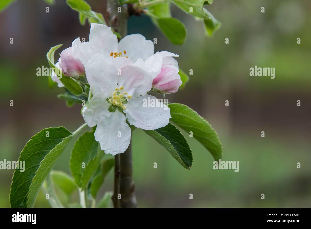 apple tree blooms in spring, the garden will bear fruit Stock Photo - Alamy