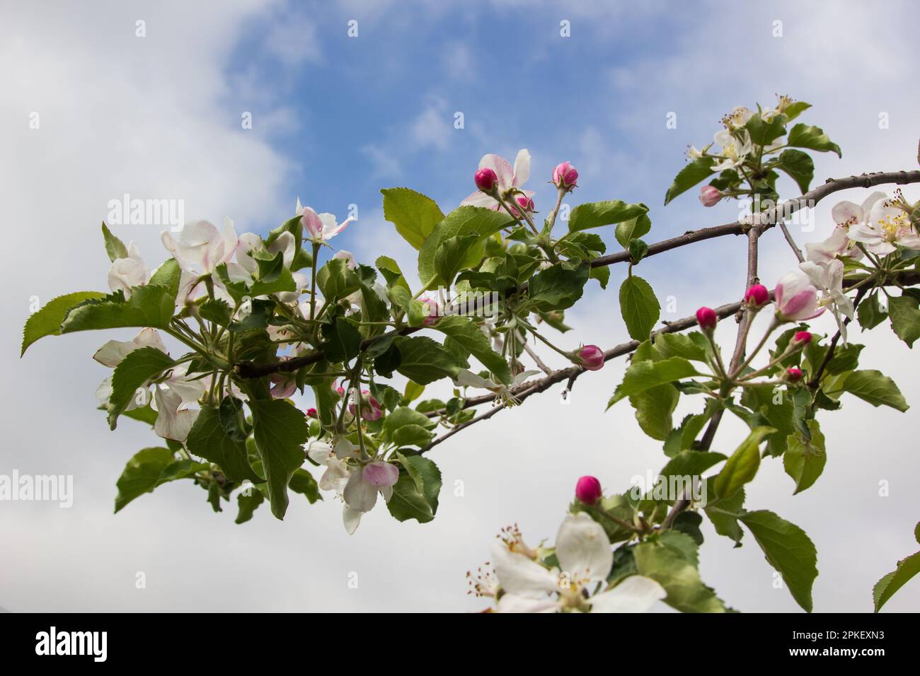 apple blossoms in spring Stock Photo - Alamy
