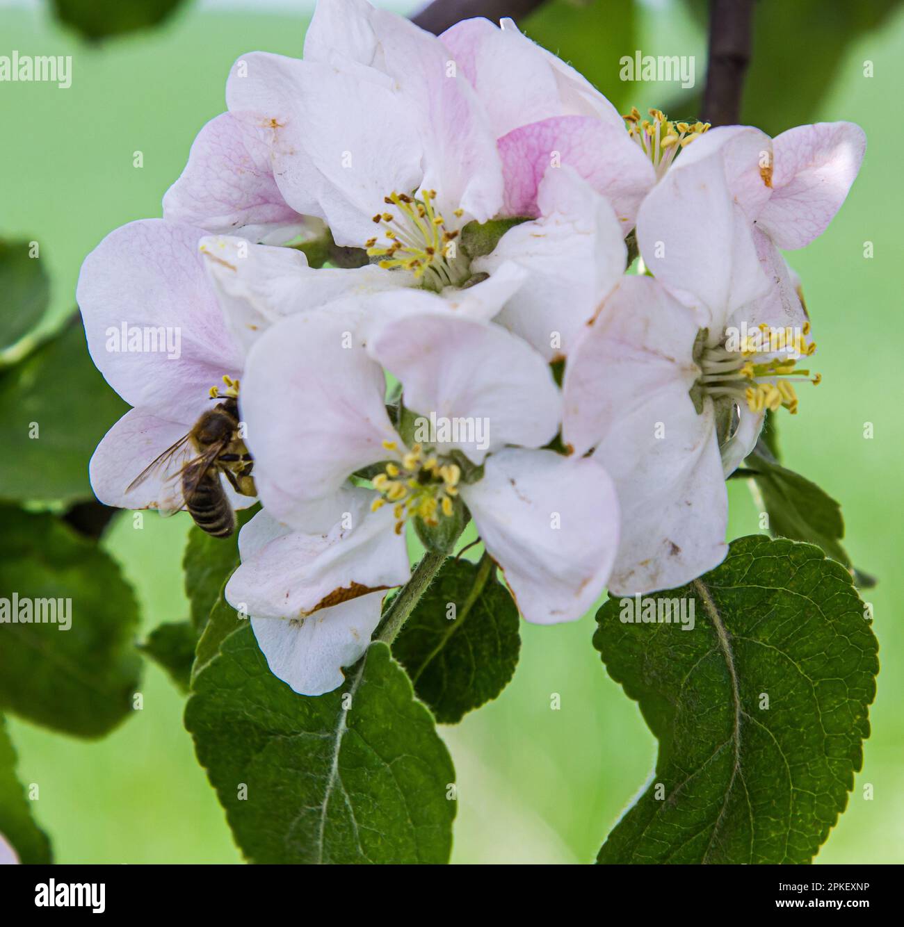apple tree blooms in the garden. bees collect nectar and pollen Stock ...