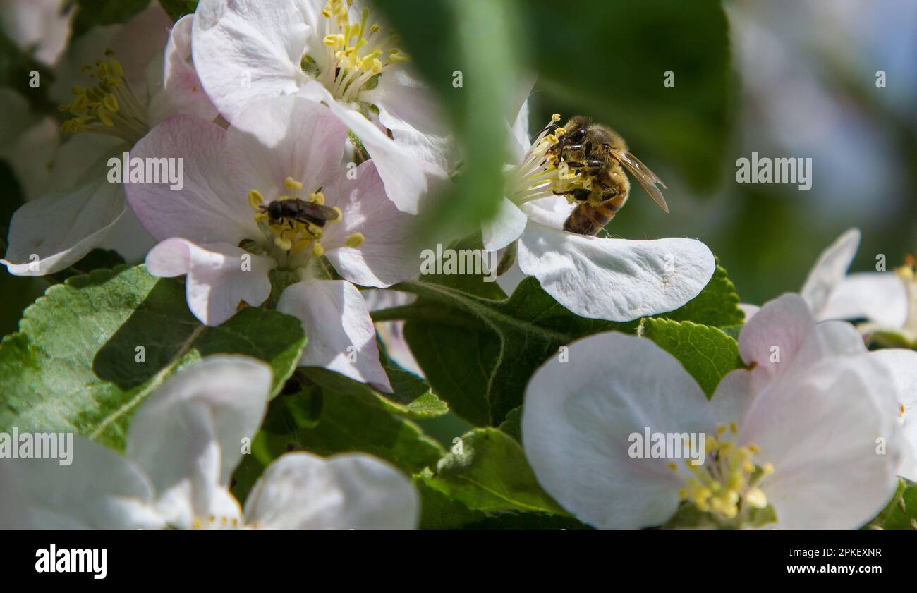 apple tree blooms in the garden. bees collect nectar and pollen Stock ...