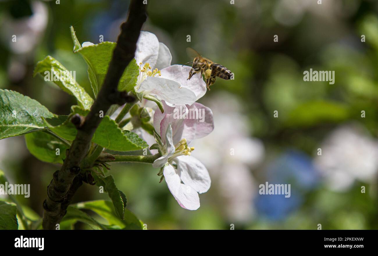 apple tree blooms in the garden. bees collect nectar and pollen Stock ...