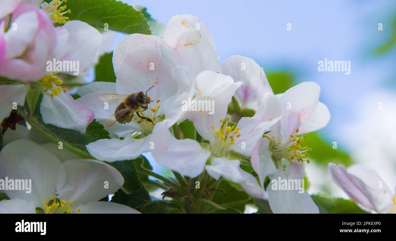 apple tree blooms in the garden. bees collect nectar and pollen Stock ...