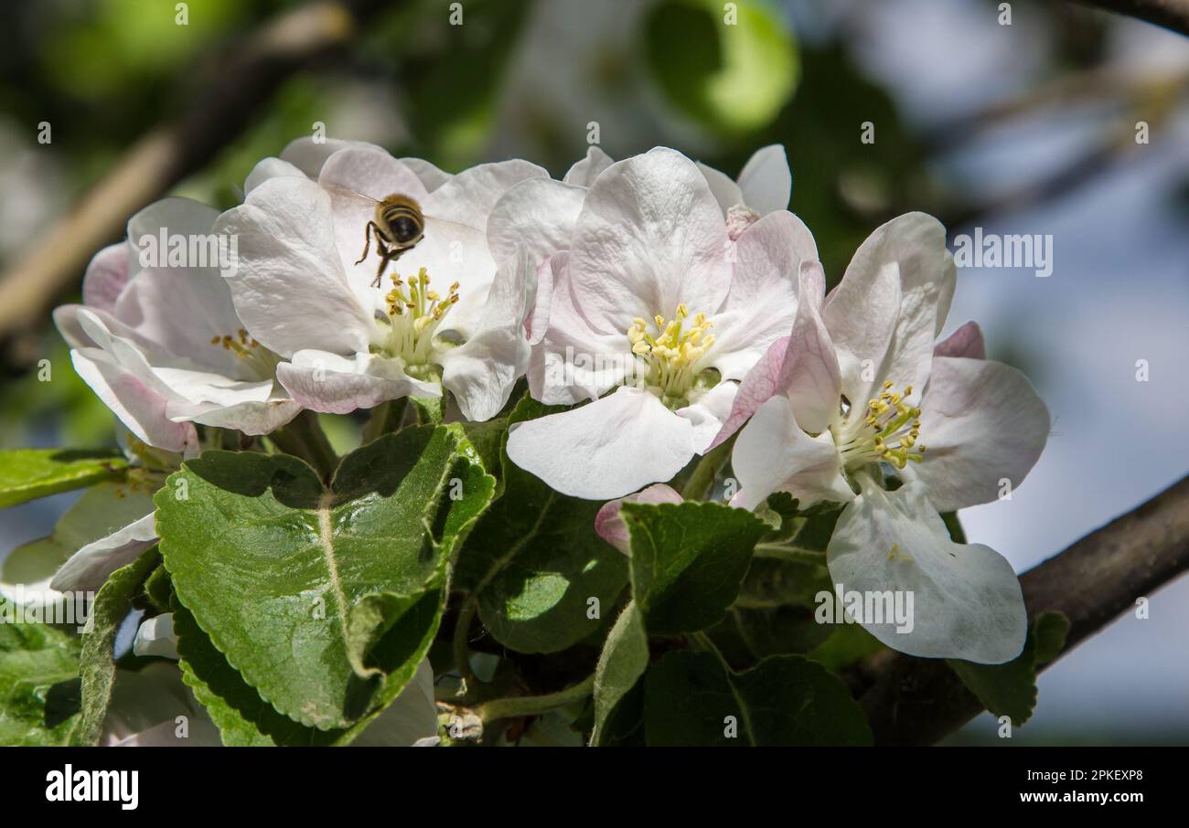 apple tree blooms in the garden. bees collect nectar and pollen Stock ...