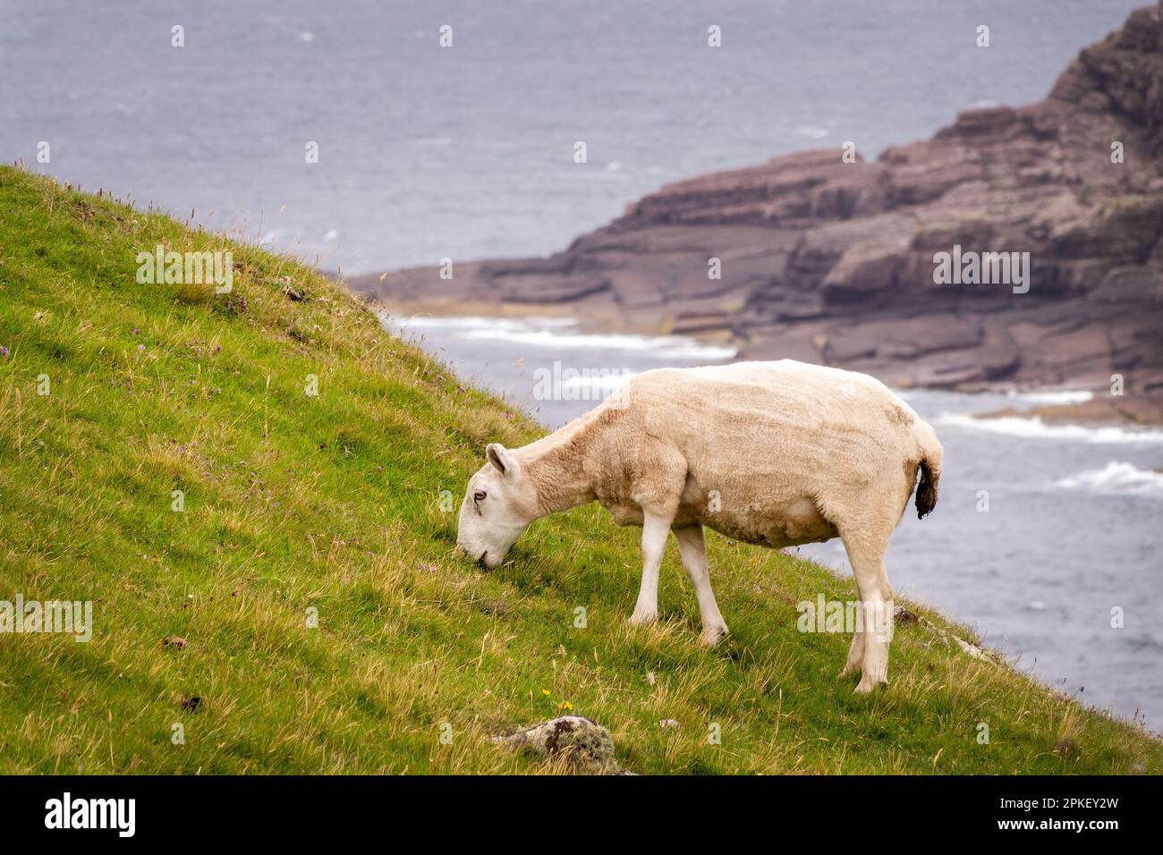 Sheep grazing next to the coast in North West Highlands, Scotland, UK ...