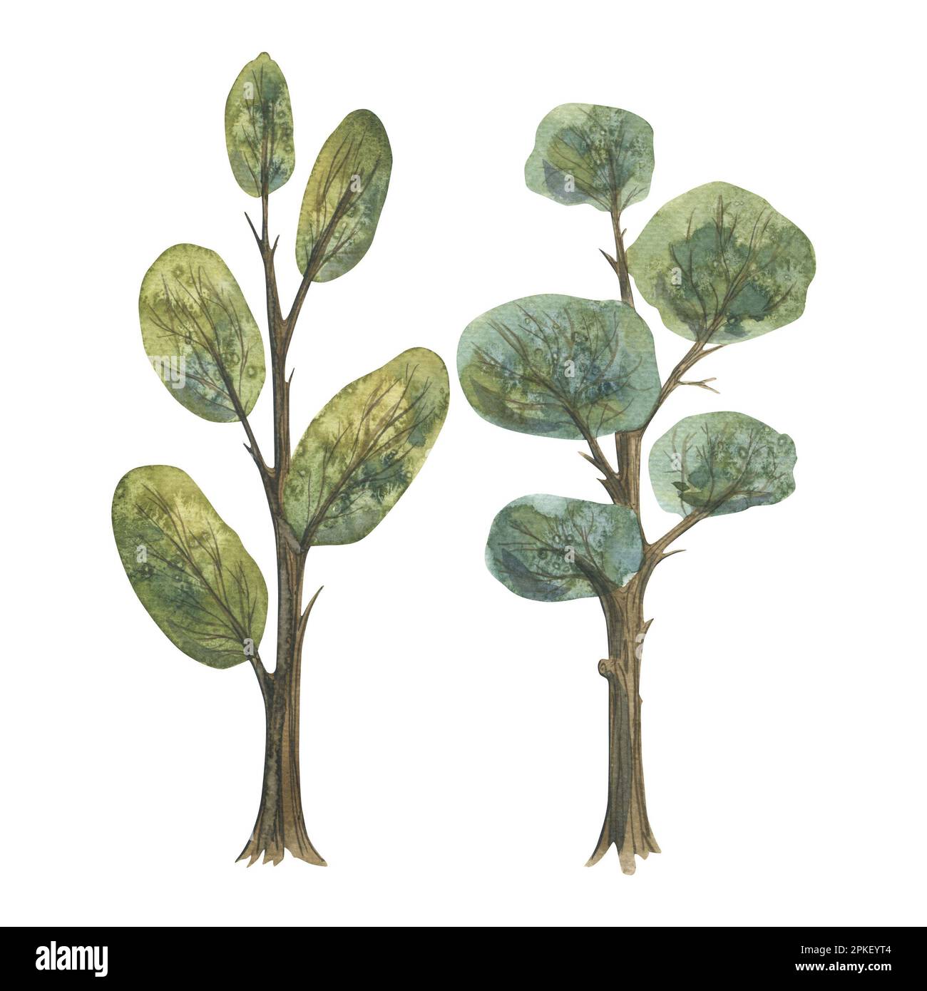 Two green trees with foliage. Hand-drawn watercolor illustration ...