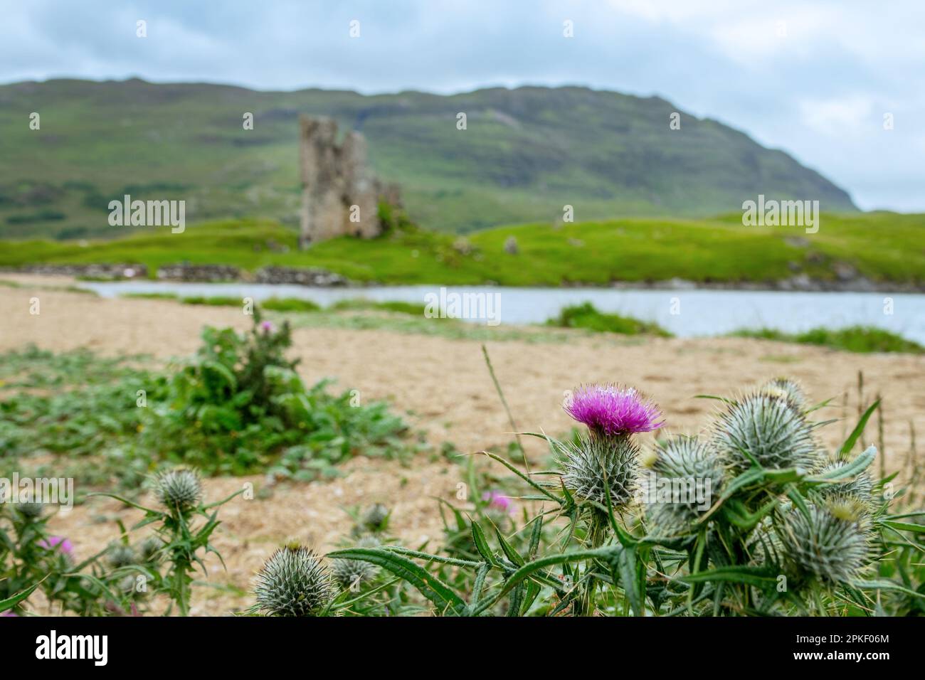 Thistle and ruins of Ardvreck castle in the Highlands. Symbols of ...