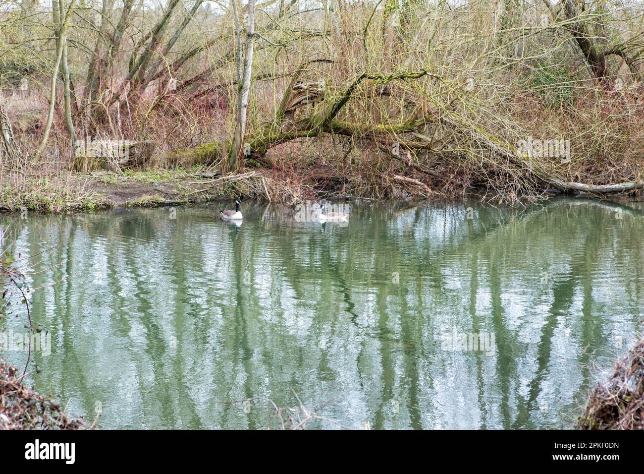 Among ducks hi-res stock photography and images - Alamy