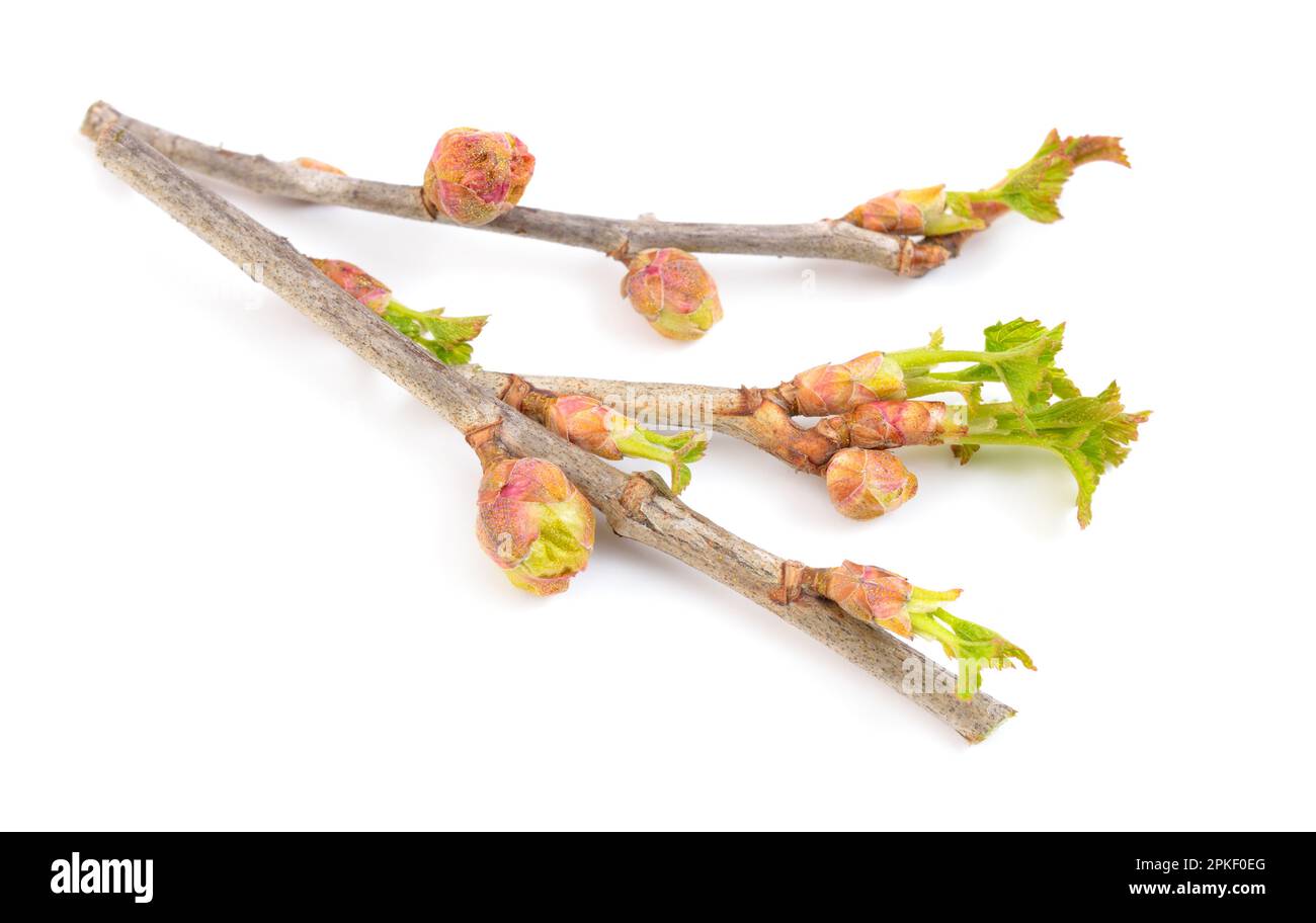 Affected currant buds. Cecidophyopsis ribis. Isolated on white ...