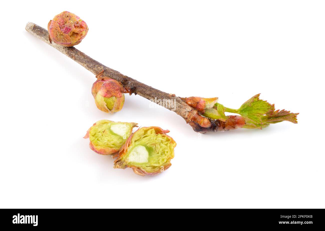 Affected currant buds. Cecidophyopsis ribis. Isolated on white ...