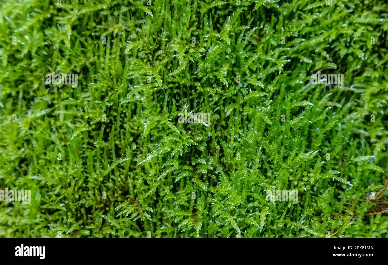 green moss. texture close up Stock Photo - Alamy
