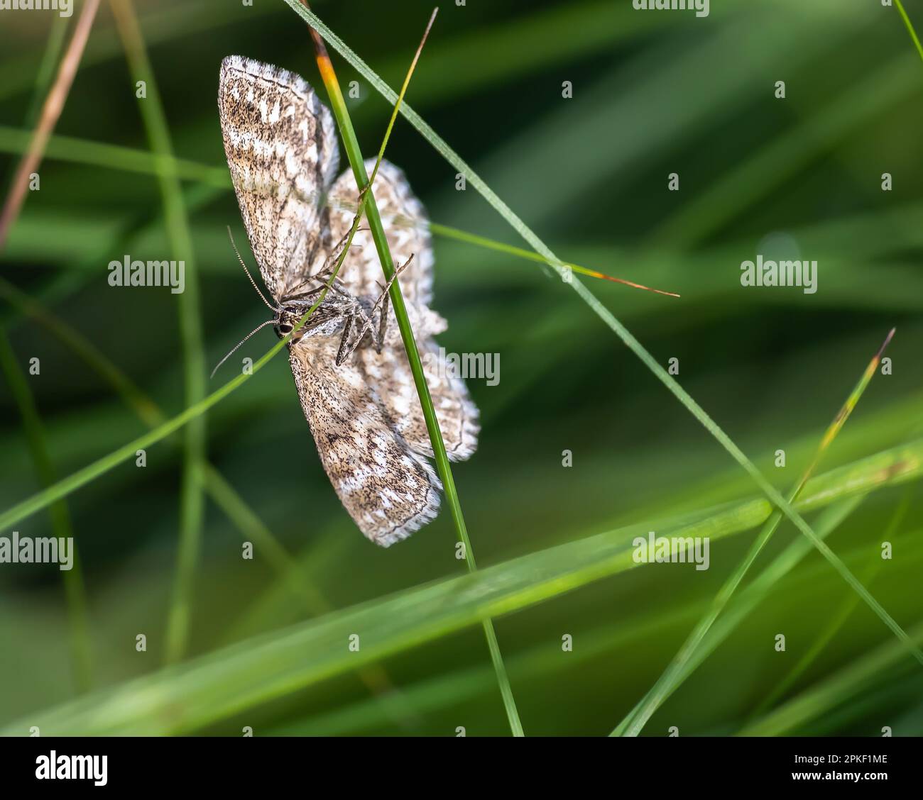 Butterfly wing blur hi-res stock photography and images - Alamy