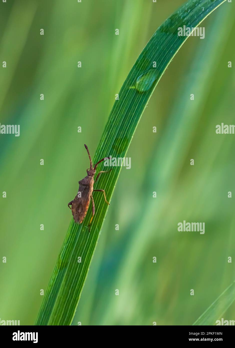insect in the wild, grass sun, summer day Stock Photo - Alamy