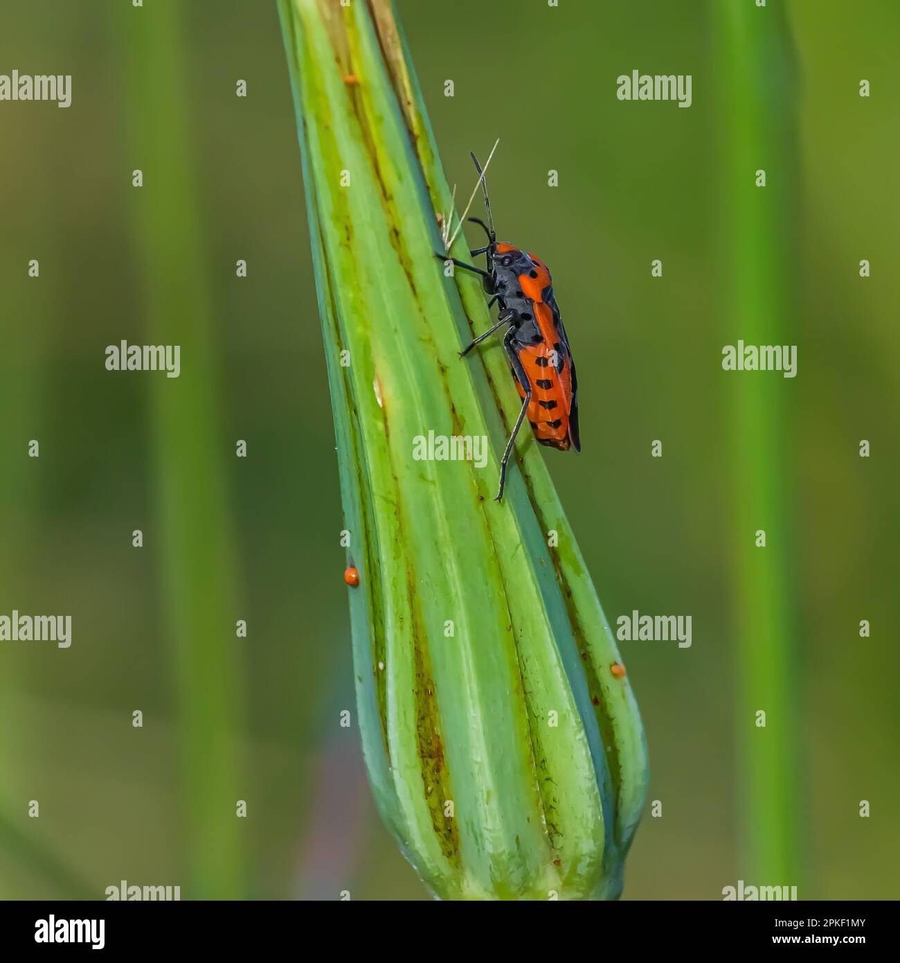 Insect sun hi-res stock photography and images - Alamy