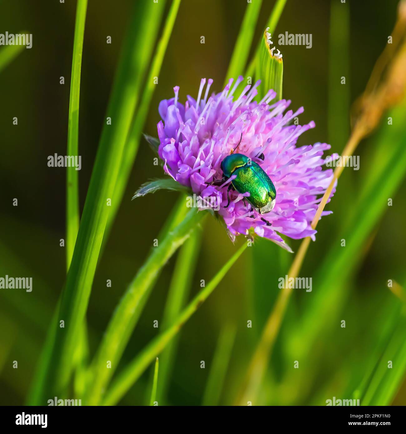 Summer green insect hi-res stock photography and images - Alamy