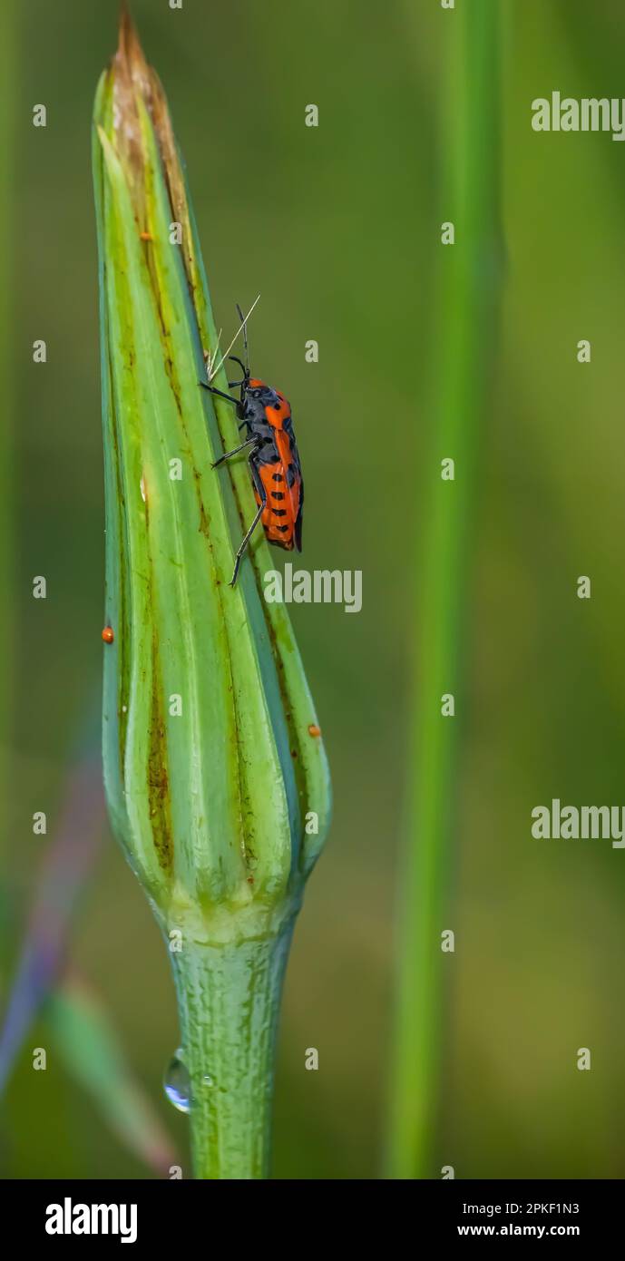 Insect sun hi-res stock photography and images - Alamy