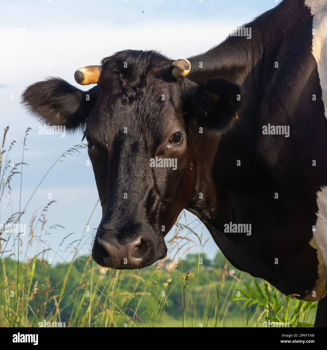 Cow shepherd hi-res stock photography and images - Alamy