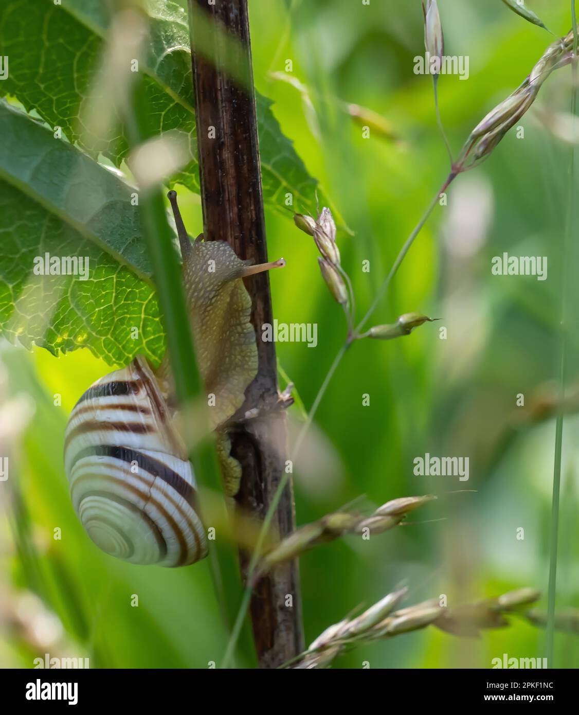 Green grass slow motion hi-res stock photography and images - Alamy