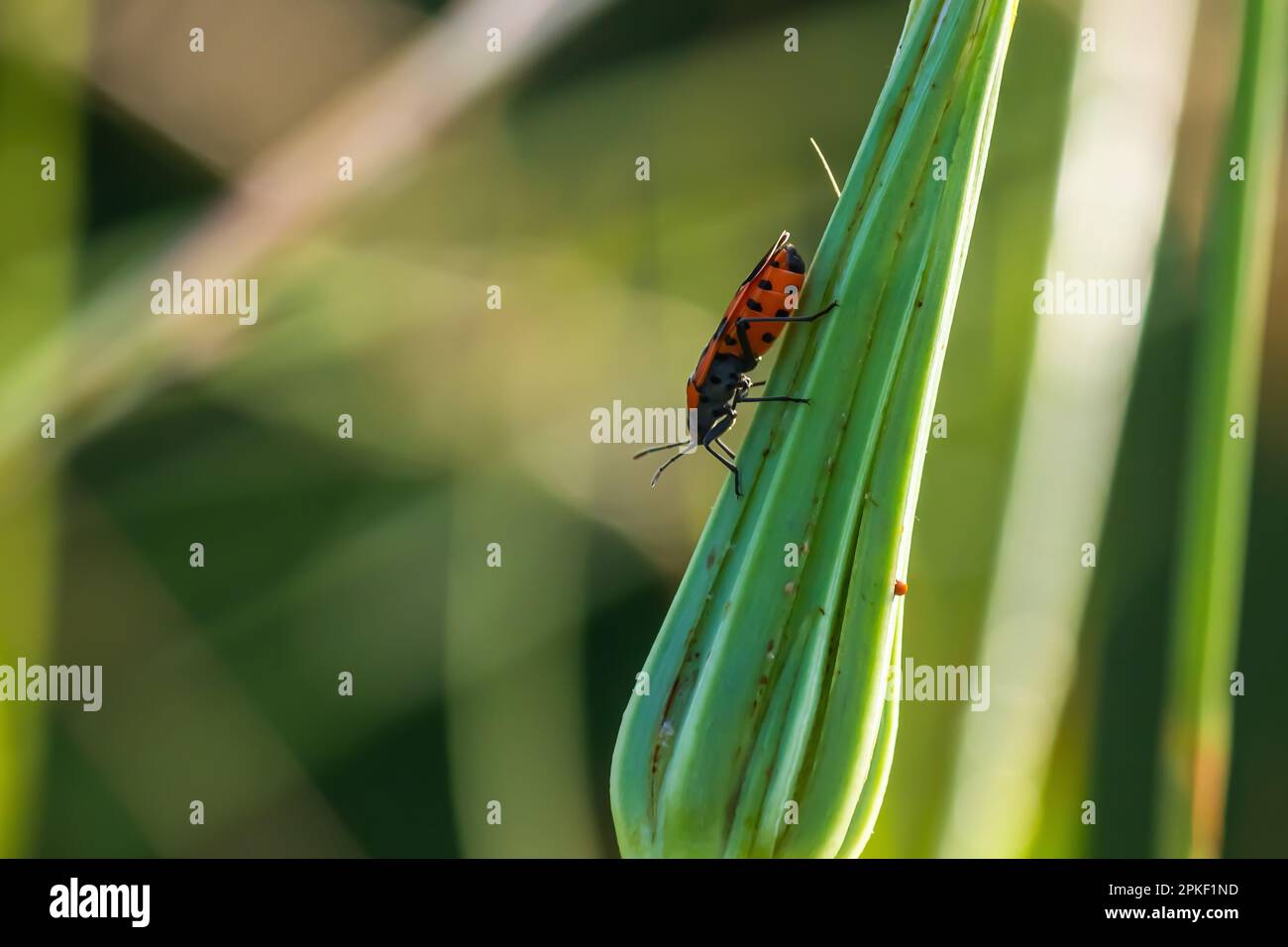 insect in the wild, grass sun, summer day Stock Photo - Alamy