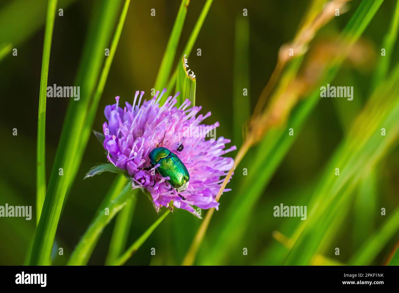 Metallic insect in nature hi-res stock photography and images - Alamy