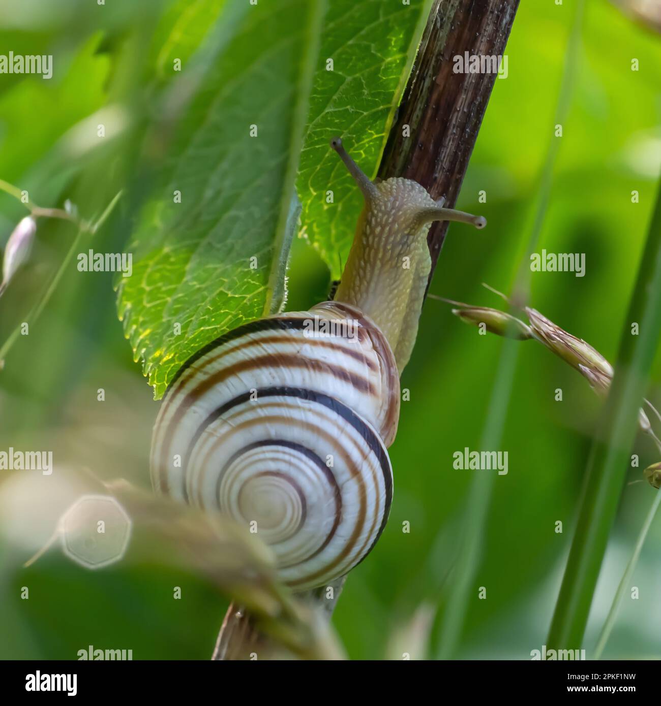 Green grass slow motion hi-res stock photography and images - Alamy