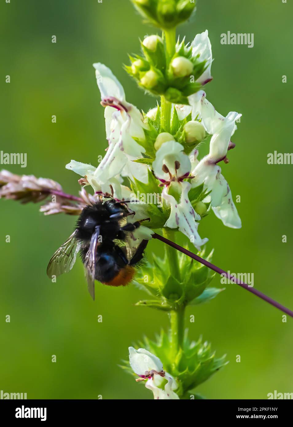 Insect and sun wallpaper hi-res stock photography and images - Alamy