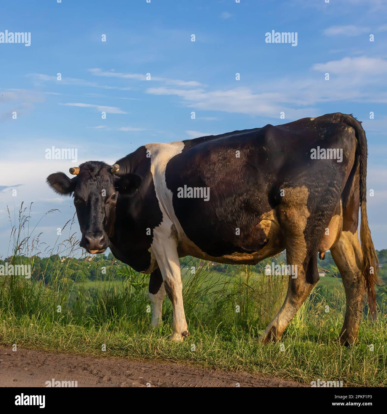 Cow shepherd hi-res stock photography and images - Alamy