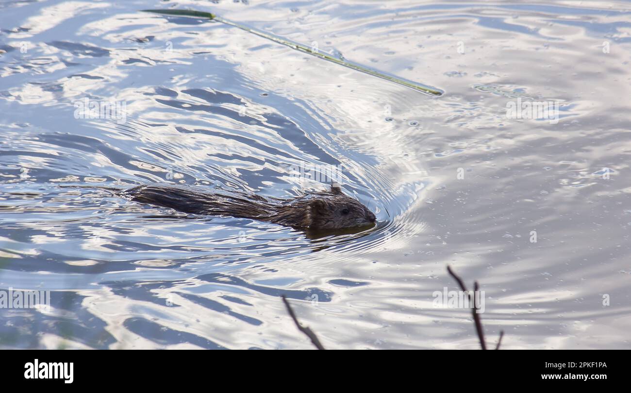 muskrat floats on water. the water reflects the sky Stock Photo - Alamy