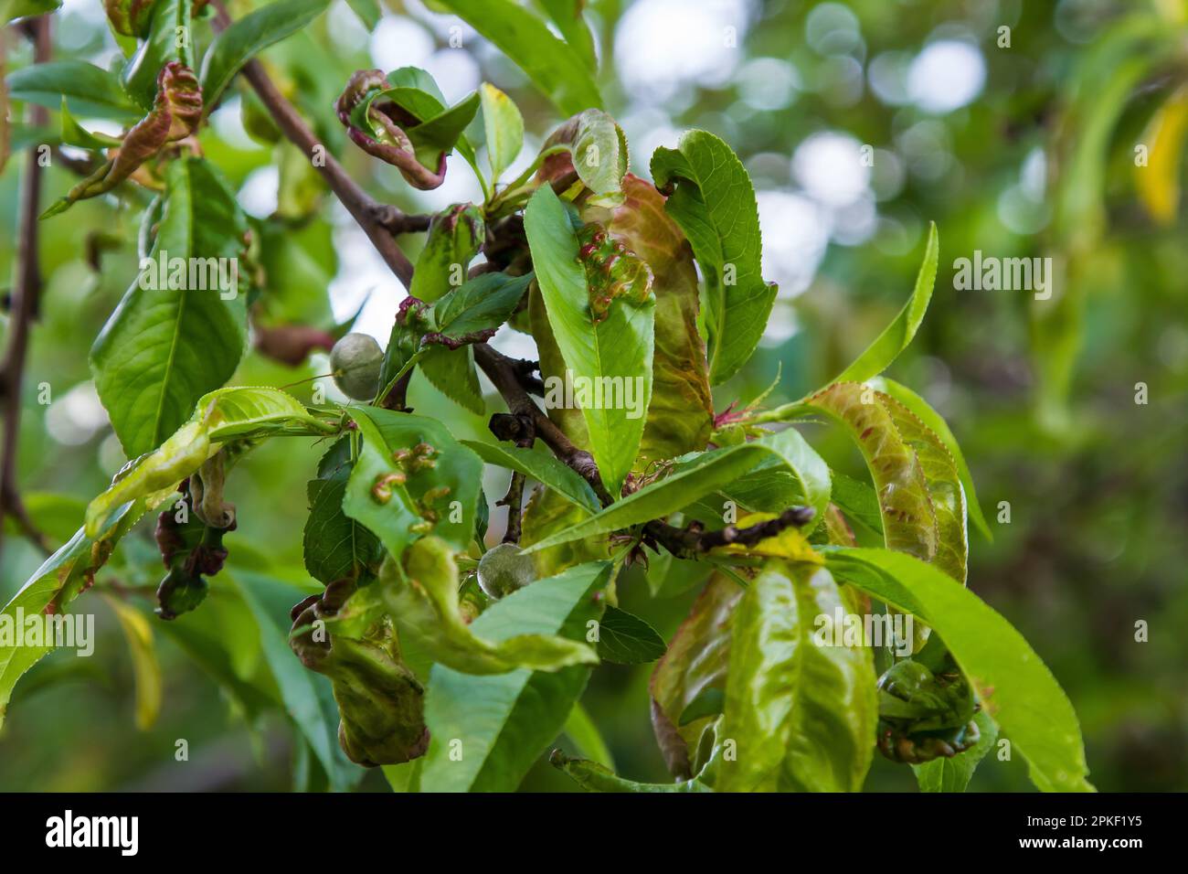 Gardening injury hi-res stock photography and images - Alamy