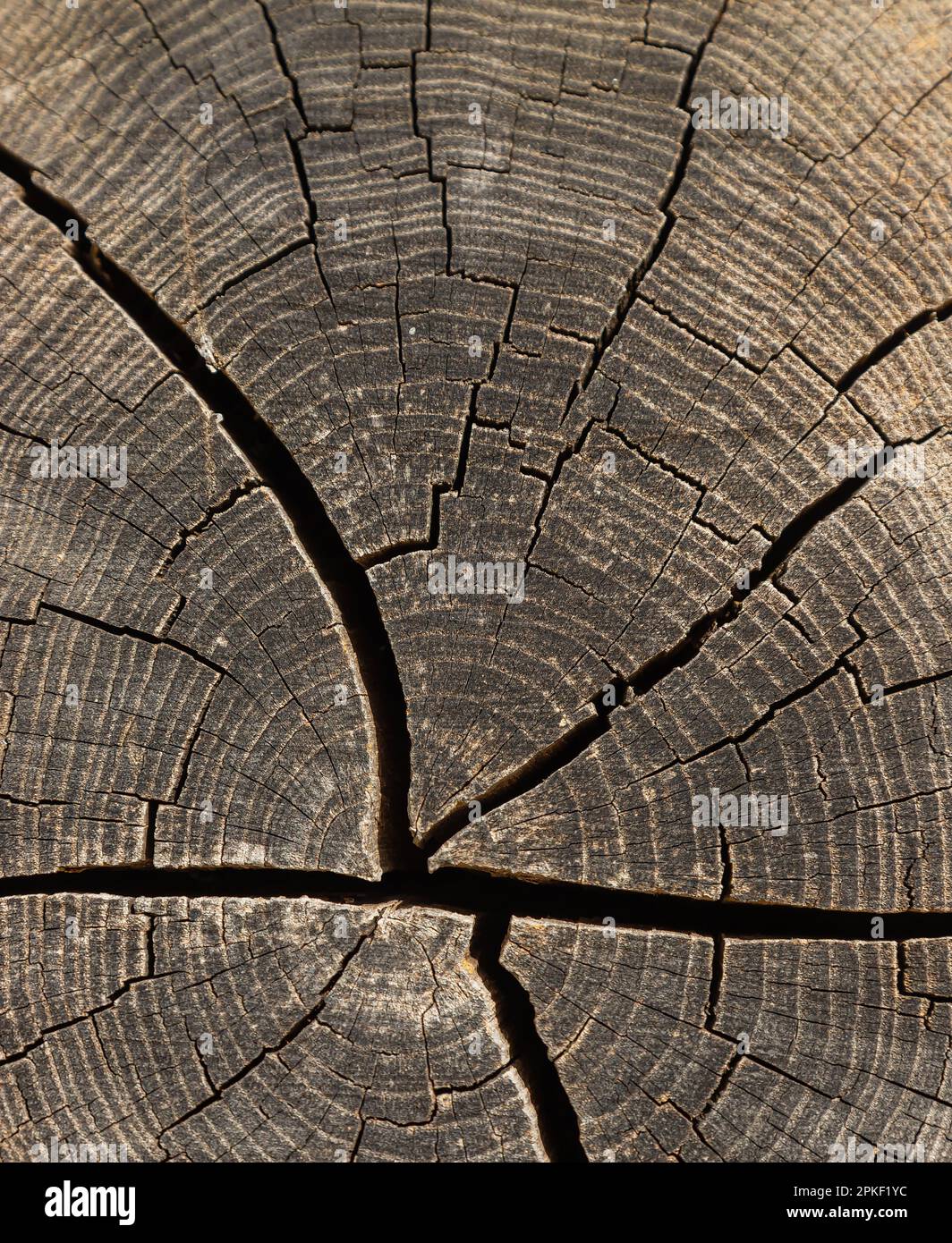 texture of sawn wood with cracks and annual rings. Beautiful background. abstract Stock Photo ...