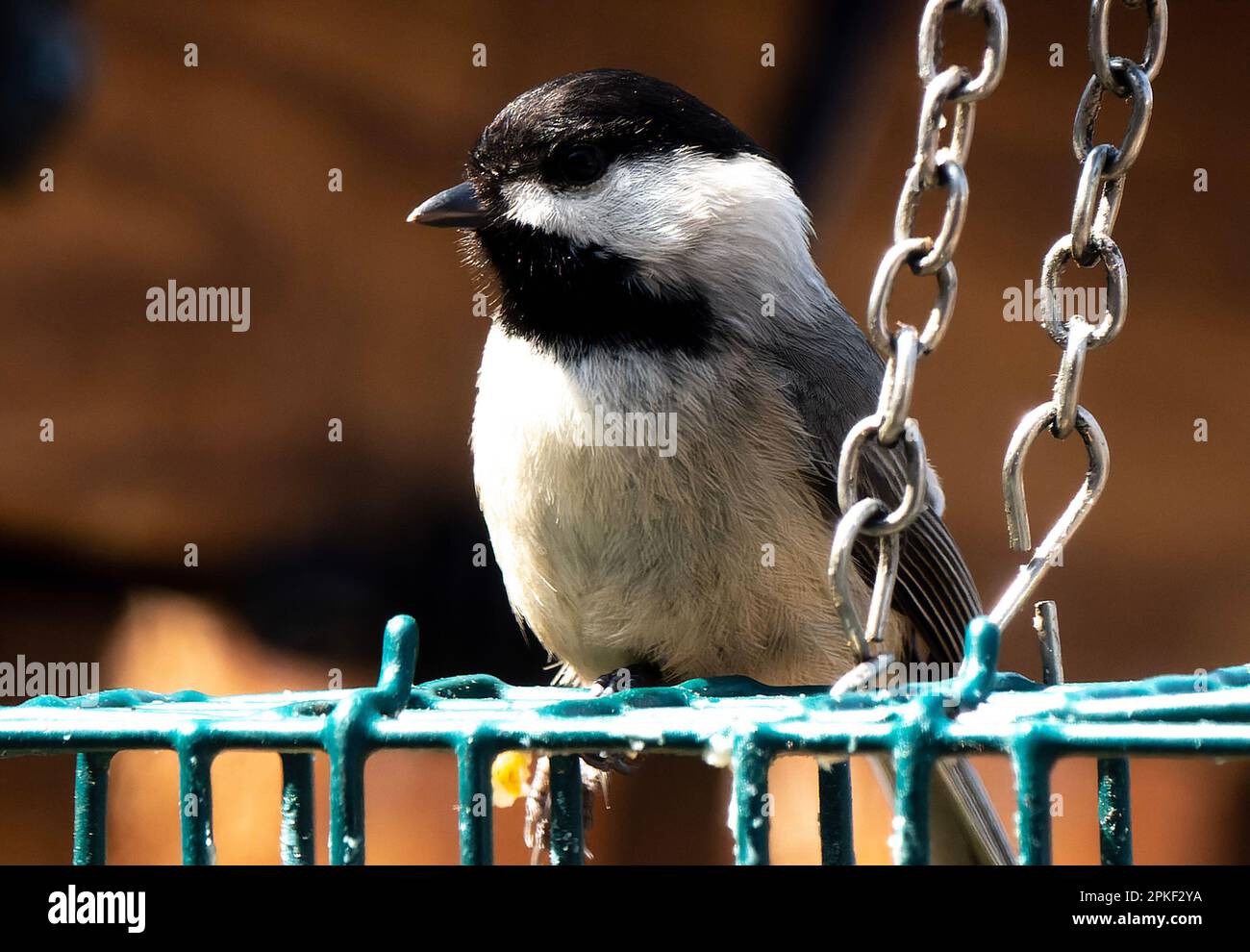 Chain feeder hi-res stock photography and images - Alamy