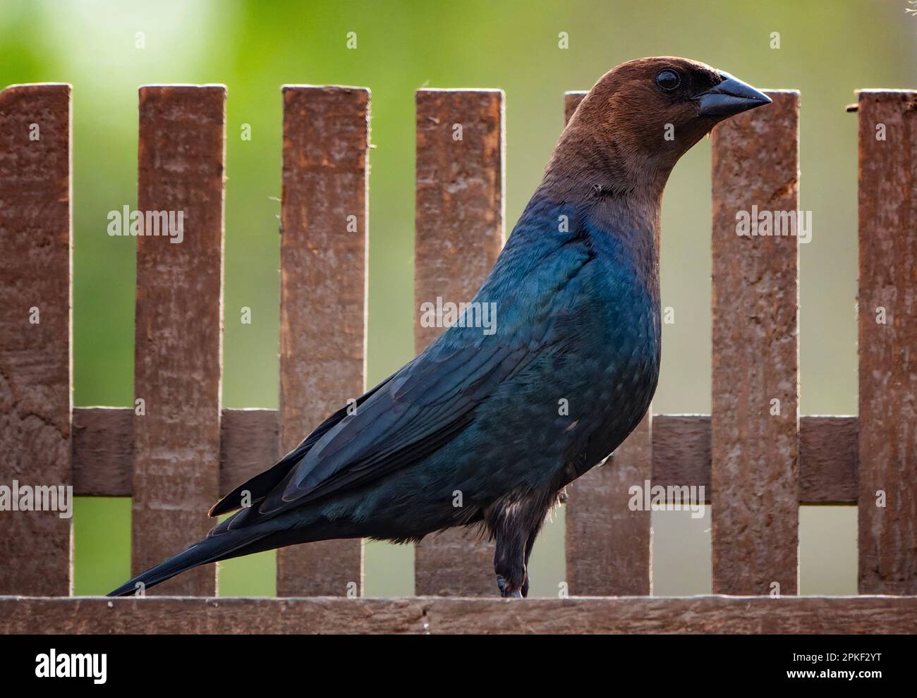 A Brown Headed Cowbird male Stock Photo - Alamy