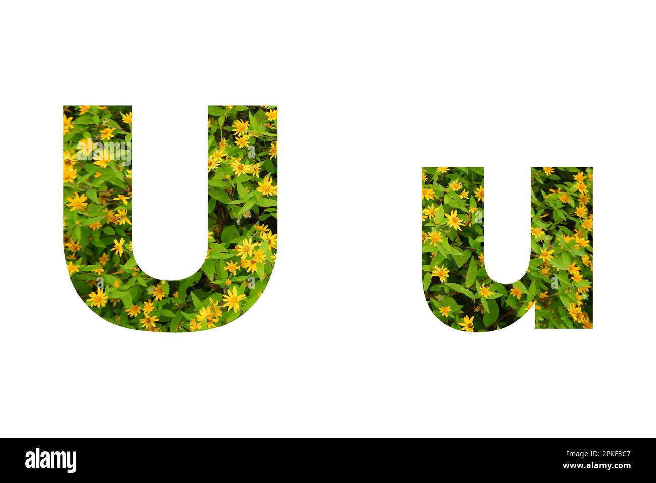 Flower font Alphabet U isolated on white background made of Real alive ...