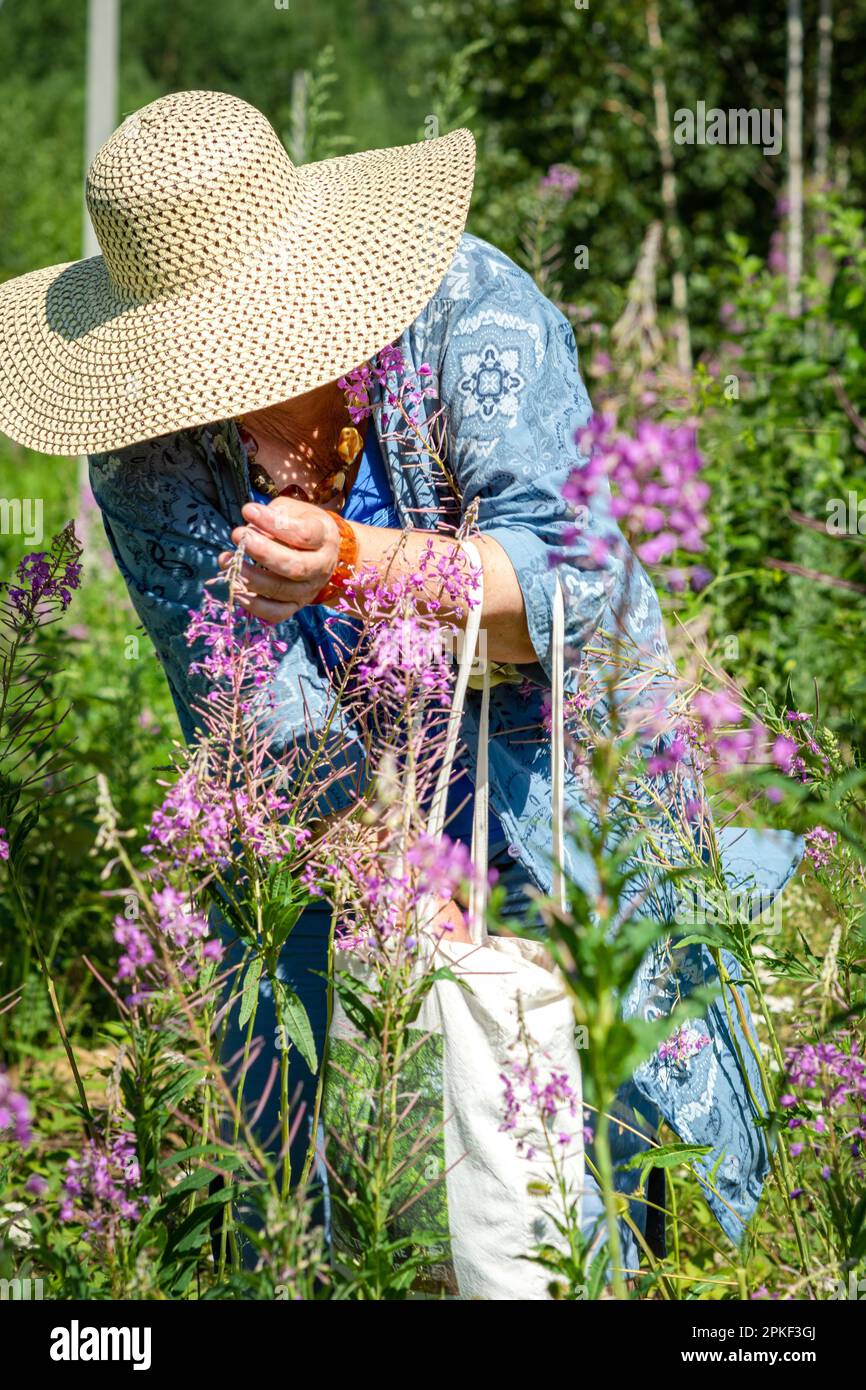 Chamaenrion angustifolium hi-res stock photography and images - Alamy