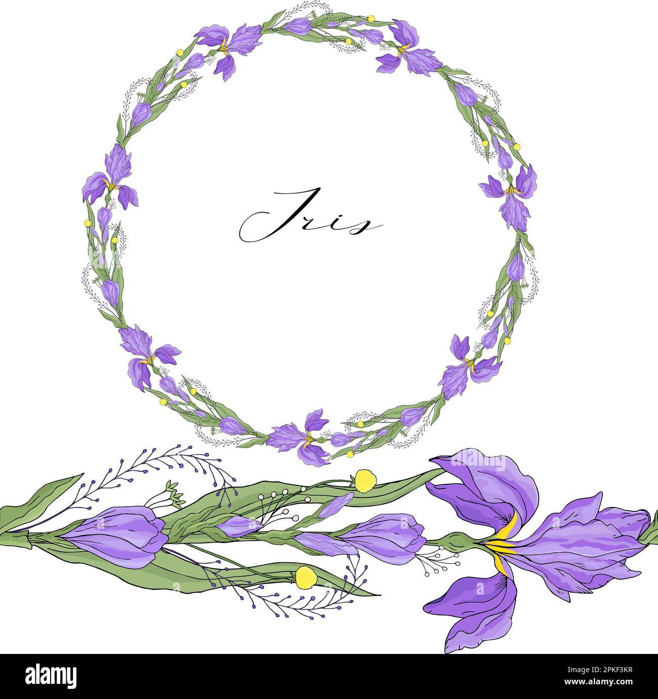 Violet iris flowers on Stock Vector Images - Alamy