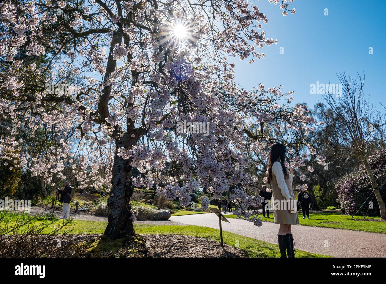 Royal Botanic Garden, Edinburgh, Scotland UK, 7th April 2023. UK ...