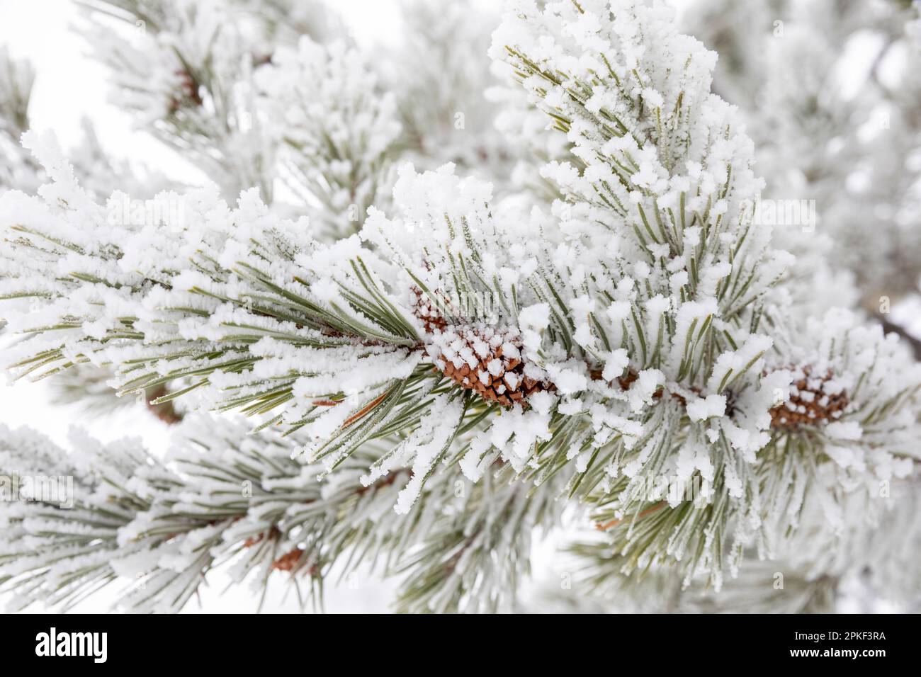 WA24181-00....WASHINGTON - Snow covered trees in the Okanogan-Wenatchee ...
