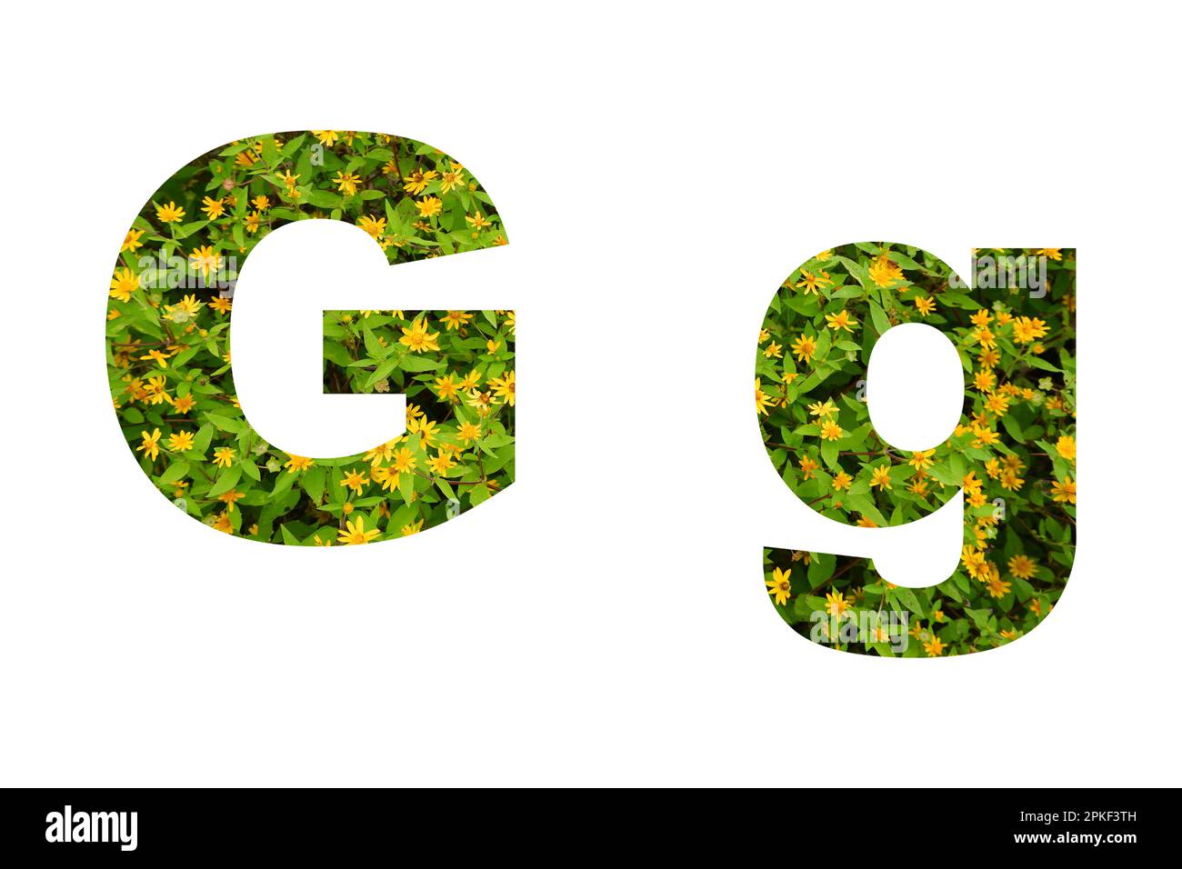 Flower font Alphabet G isolated on white background made of Real alive ...