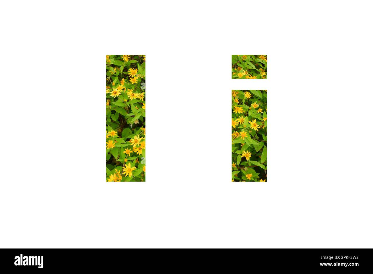 Flower font Alphabet I isolated on white background made of Real alive ...