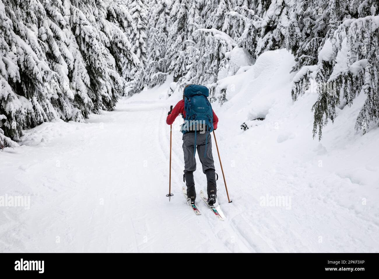 WA24183-00....WASHINGTON - Snow covered trees line the route to the summit of Mount Amablis in ...