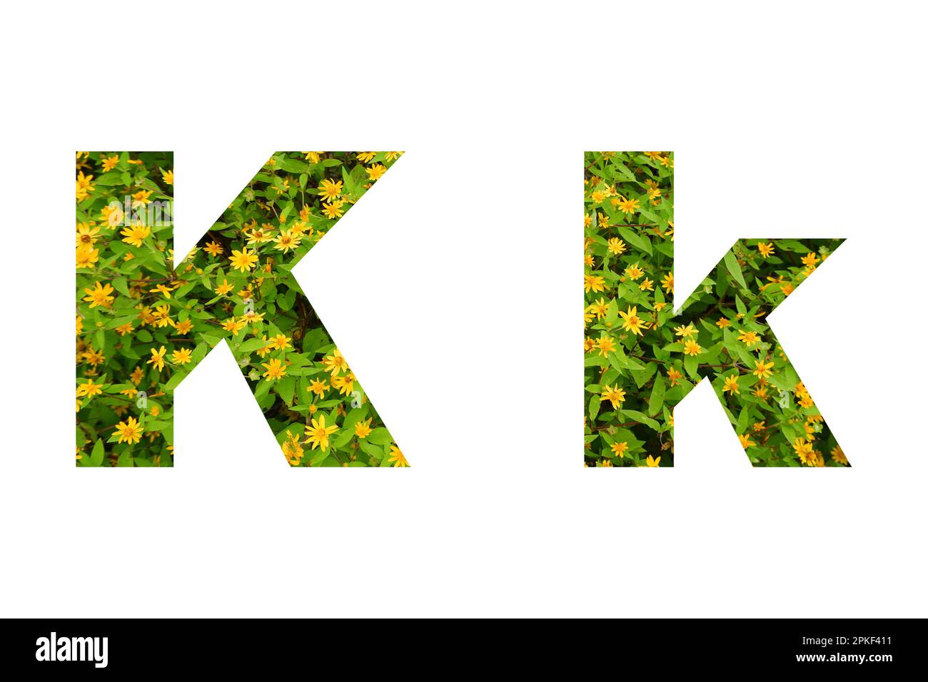 Flower font Alphabet K isolated on white background made of Real alive ...