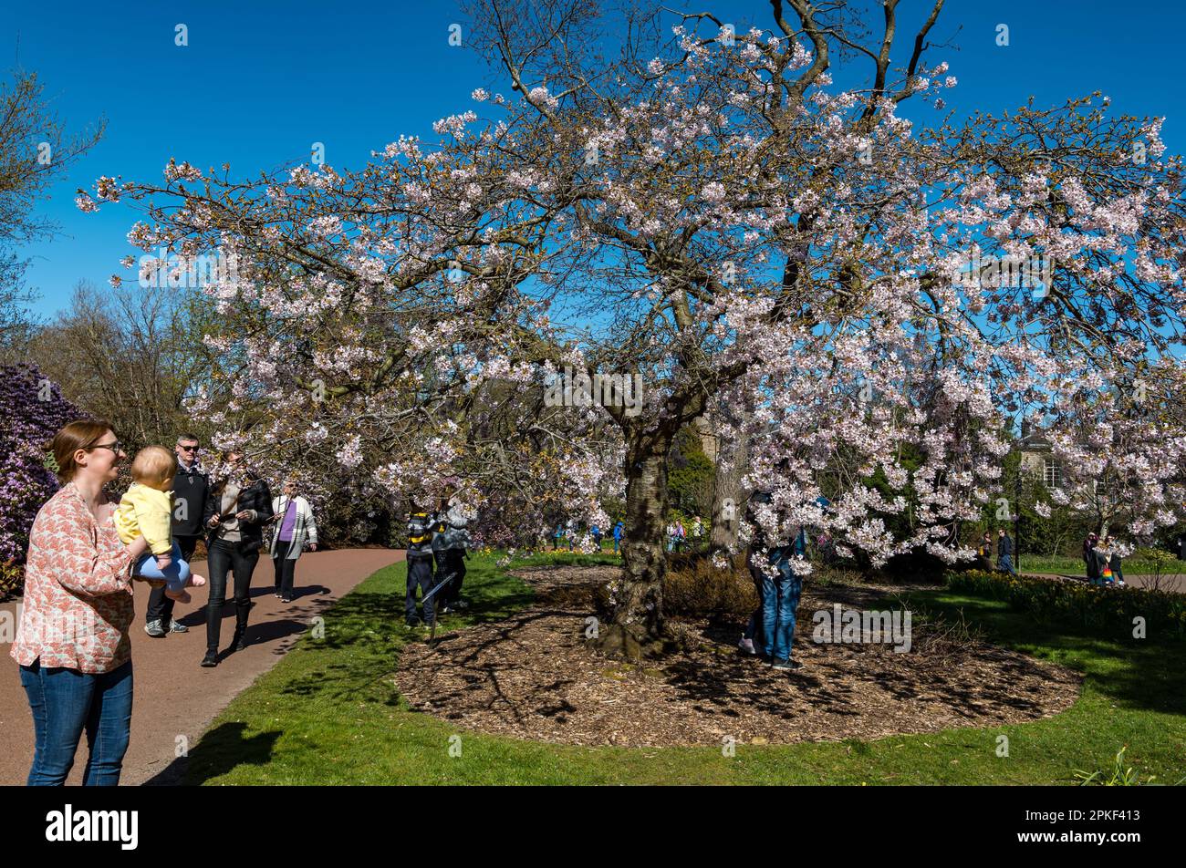 Royal Botanic Garden, Edinburgh, Scotland UK, 7th April 2023. UK ...