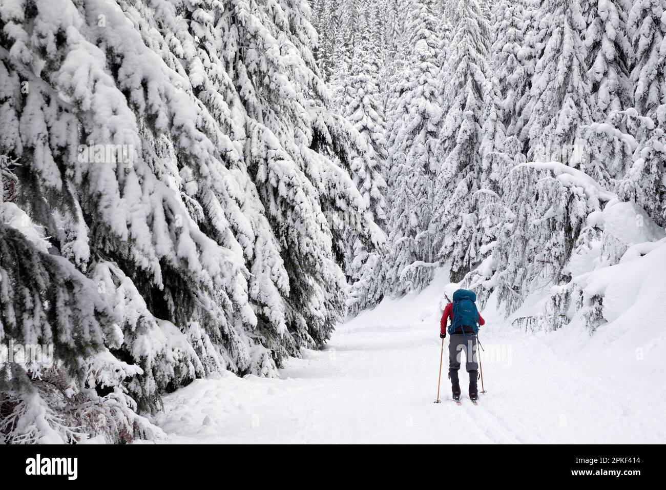 WA24184-00....WASHINGTON - Snow covered trees line the route to the summit of Mount Amablis in ...