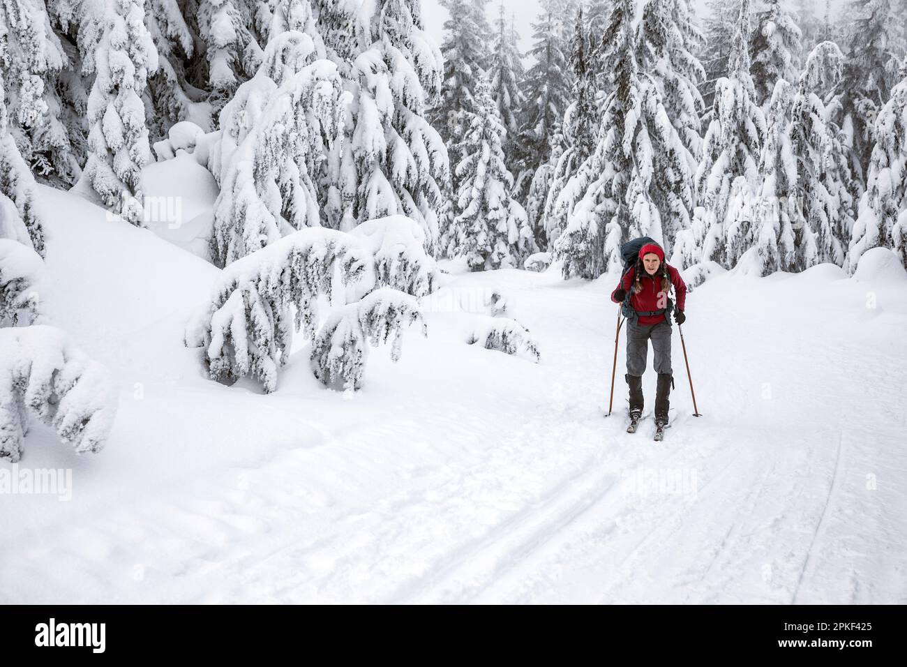 WA24185-00....WASHINGTON - Snow covered trees line the route to the ...