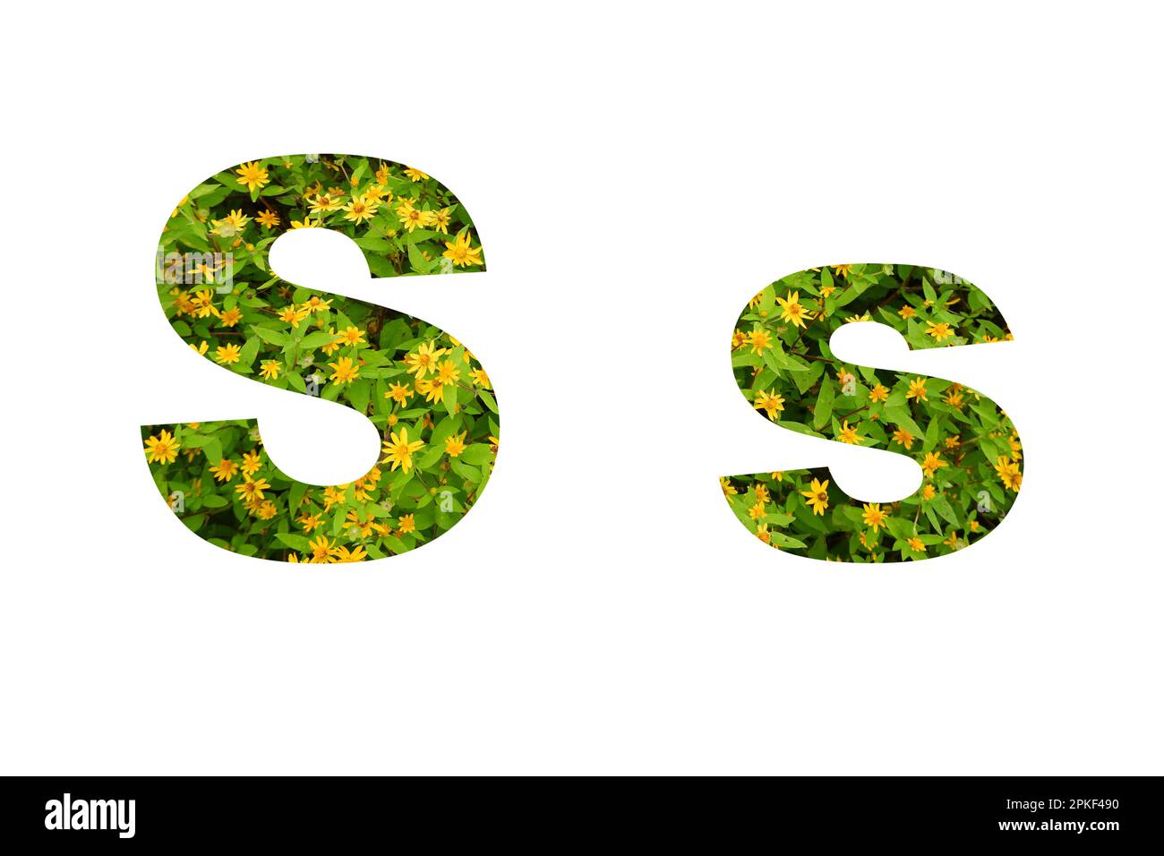 Flower font Alphabet S isolated on white background made of Real alive ...